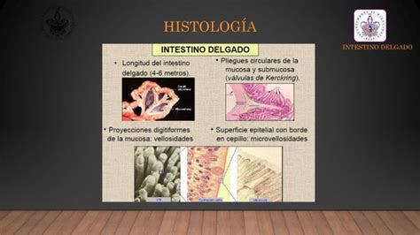 Histología de Intestino Delgado PPT