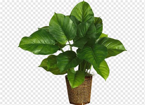 Plantas En Macetas Verde Hojas Verdes Planta Png Pngwing