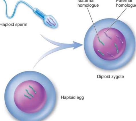 Sexual Reproduction Stages And Its Advantages Science Vision