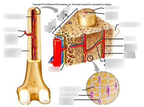 Chapter Microscopic Structure Of Compact Bone Diagram Diagram Quizlet