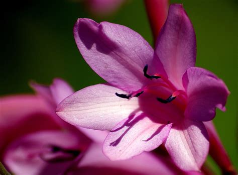 Banco de imagens natureza Flor plantar flor pétala botânica