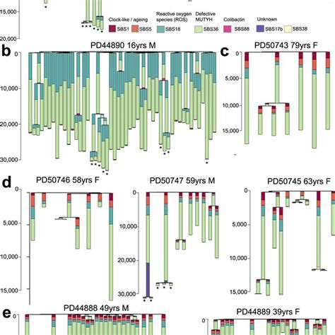 pdf inherited mutyh mutations cause elevated somatic mutation rates and distinctive mutational