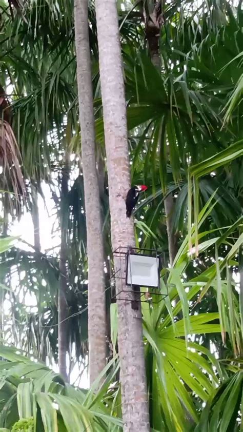 Historia de Colombia on Twitter RT gerpaezm El pájaro carpintero