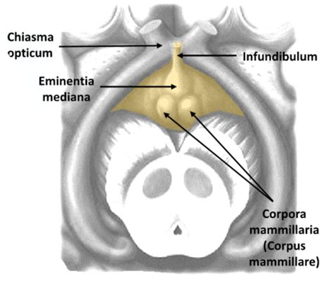 Kk Neuroanatomie Hs Vorlesung Zwischenhirn Und Basalganglien