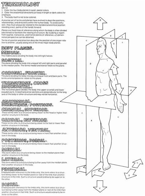 Anatomical Directional Terms Practice