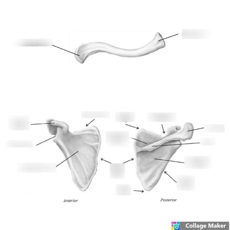 Pectoral Girdle Diagram Quizlet