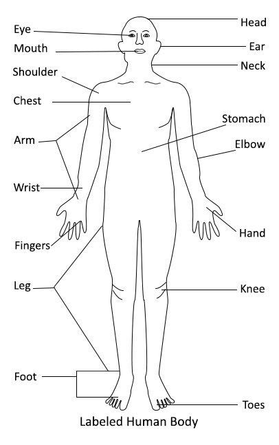 Labeled Human Body Diagram Human Body Diagram Body Diagram Human