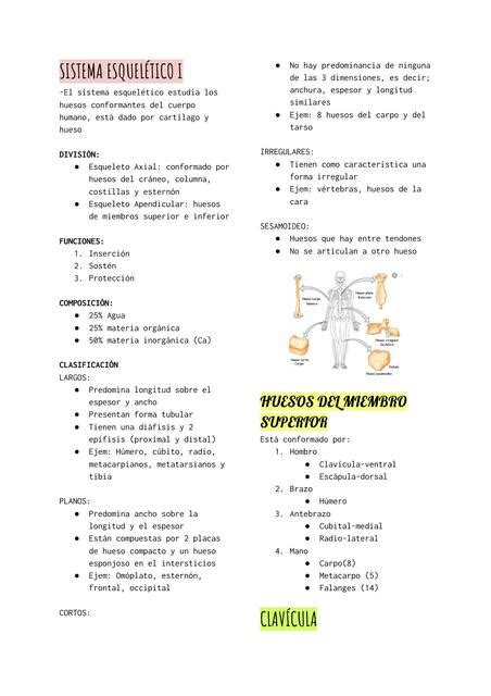 Resumen anatomía sistema esquelético miembro superior Camila Ruiz