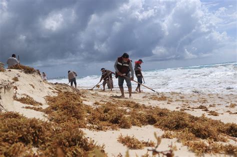 M S De Mil Toneladas De Sargazo Fueron Retiradas De Playas De Canc N