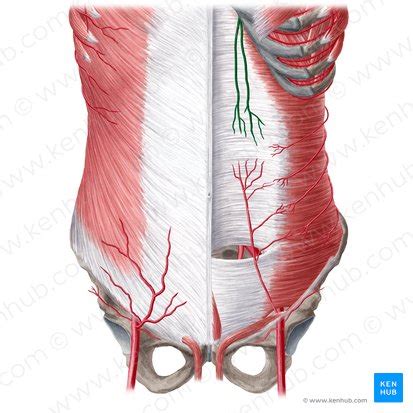 Blood Vessels Of Abdomen And Pelvis Anatomy Overview Kenhub