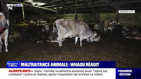 Un élevage laitier épinglé par l association de défense des animaux