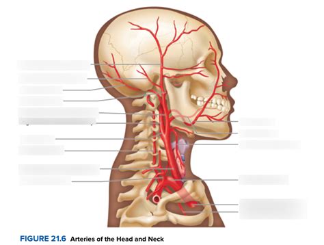 Arteries Of The Head And Neck Diagram Quizlet