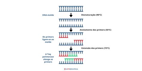 O Que Pcr Polymerase Chain Reaction E Para Que Serve Hipperqu Mica