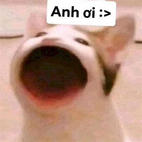 Top 101 ảnh mèo há mồm đẹp nhất