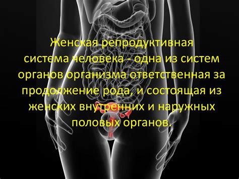 Женская половая система презентация онлайн