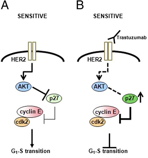 Trastuzumab Structure