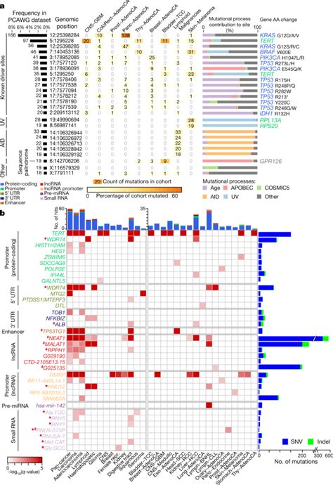 analyses of non coding somatic drivers in 2 658 cancer whole genomes nature
