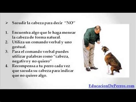 Cómo enseñar trucos a tu perro EspacioAnimal net