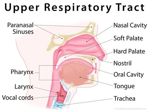 Anatomy Of Upper Respiratory Tract