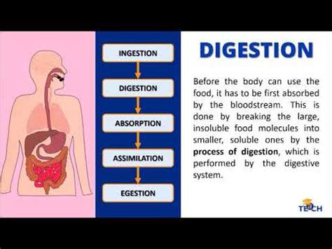 Science 8 Life Processes Ingestion Digestion Absorption