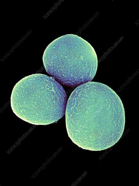 Staphylococcus Aureus Bacteria Sem Stock Image B234 0164 Science Free