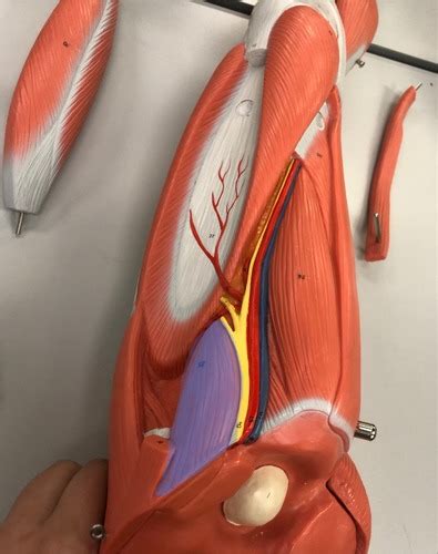 Bisc Lower Extremity Muscles Nerves And Vessels Flashcards Quizlet