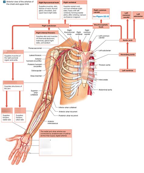 Arteries Of The Chest And Upper Limb Diagram Quizlet