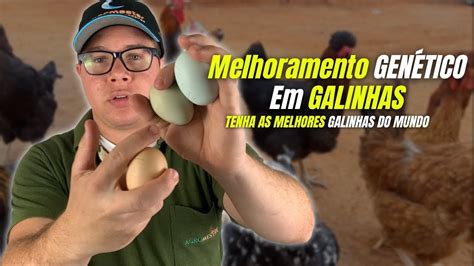 Como Fazer Melhoramento Genético em Galinhas Caipiras e Ter sempre as