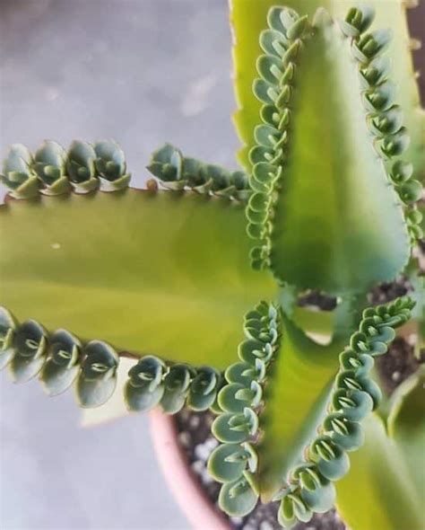 13 Mala Madre Planta CharmaneDelia