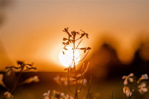 Primavera Chega E Traz Ainda Mais Calor Itapira News