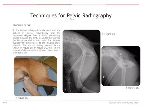Techniques For Pelvic Radiography Mostafa Qalavand PPT