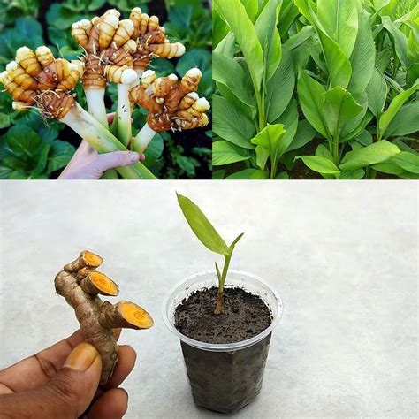 Aprendi A Plantar C Rcuma A Afr O Em Casa Agora Quando Preciso Pego Na