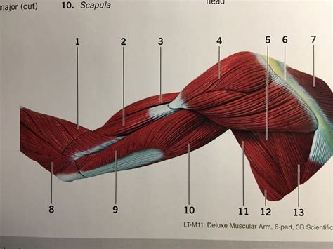 Posterior Upper Arm Muscles Diagram Quizlet