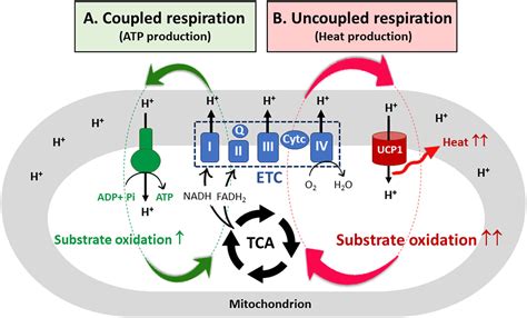 Beta Oxidation Mechanism