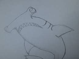 Como Dibujar Tiburones Tiburón buscando calamar dibujo para colorear