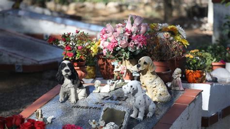 A dónde van los perros cuando mueren descubre el destino final de tu
