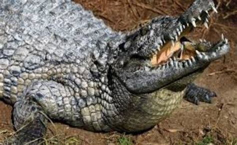 Archives Des Crocodile Tunisie Polture