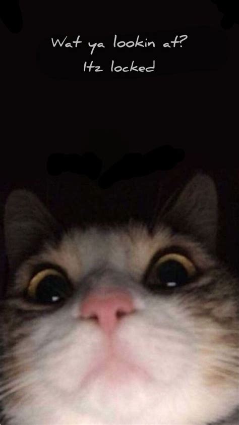 A Close Up Of A Cat Wearing A Collar