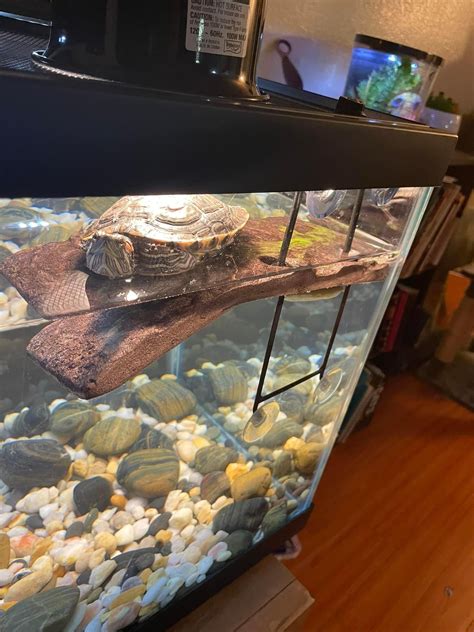 Turtle Homes And Habitats For Your Pet