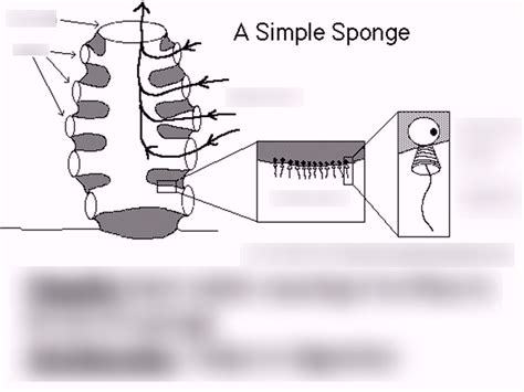 A Simple Sponge Diagram Diagram Quizlet