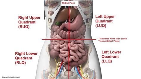 The 4 Abdominal Quadrants Regions Organs Video