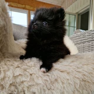 1 år gammal Pomeranian säljs av Susanne från Säve Skaffa Hund