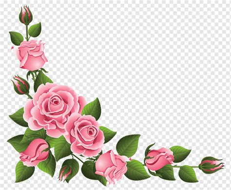 Rosa Chinensis Flower Pink Rose Flower Arranging Flower Rose Order