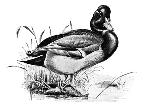 Mallard Duck Clipart Black And White ClipartLib