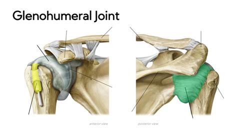 Glenohumeral Joint Diagram Quizlet