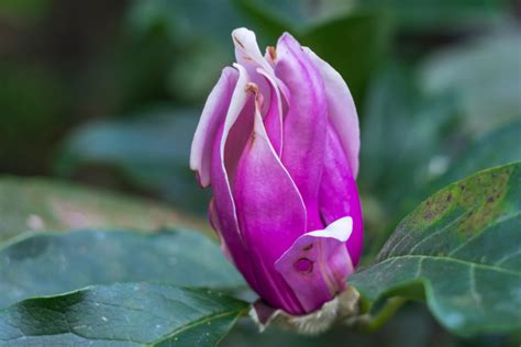 Plantar Semillas De Magnolio Huerto En Casa