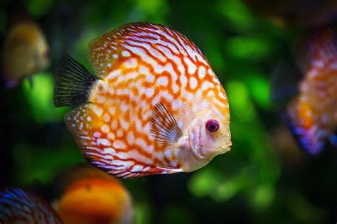6 Jenis Ikan Discus Tercantik Dan Cara Merawatnya Merdeka