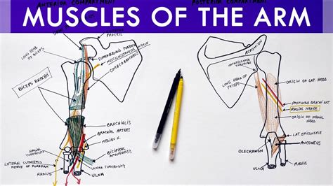 Brachioradialis Muscle Origin And Insertion