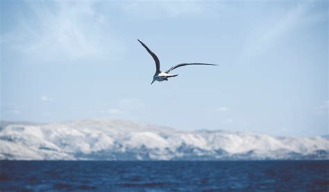 Fotos gratis mar Oceano pájaro ala ave marina gaviota vuelo