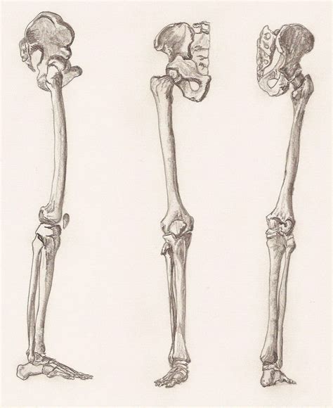 Skeleton Panosundaki Pin Eskiz Anatomi Resim